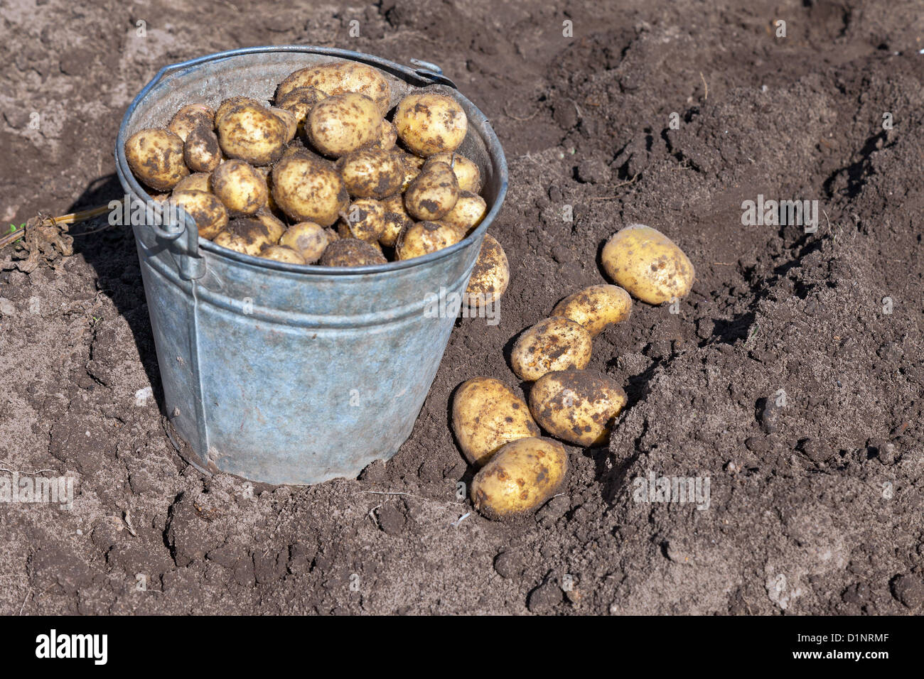 Harvest of organically grown new potatoes Stock Photo - Alamy