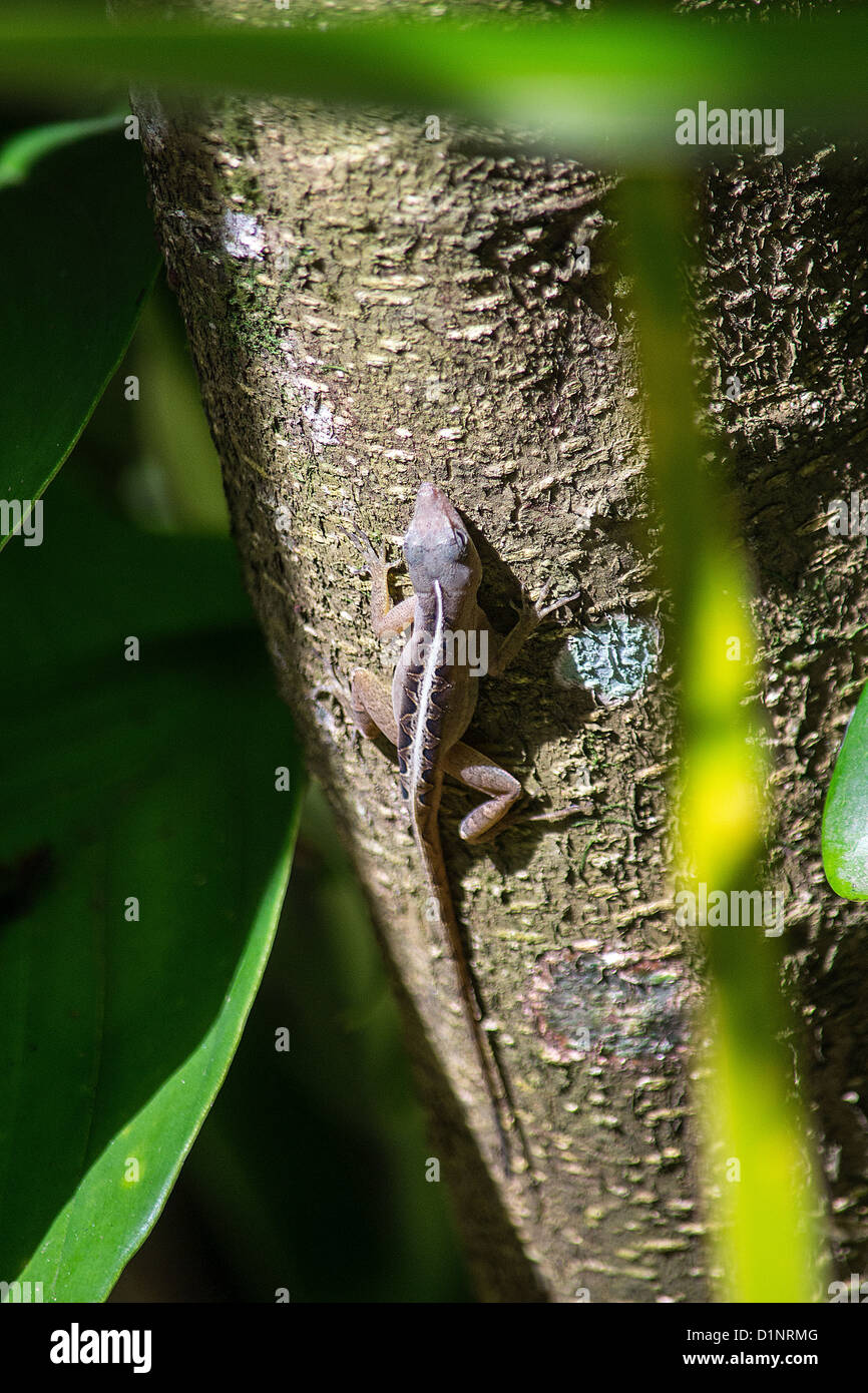 Infraorder hi-res stock photography and images - Alamy