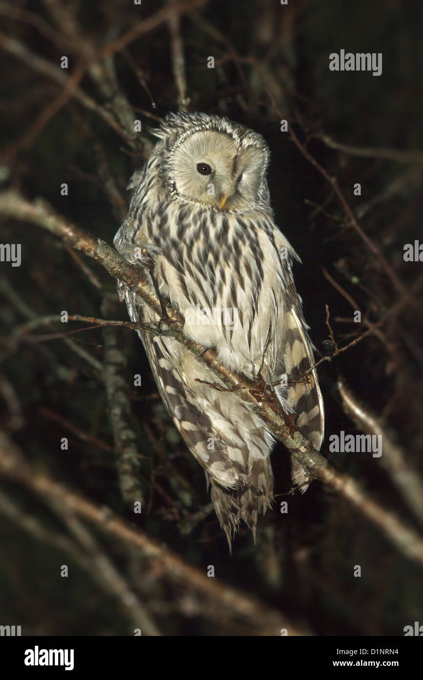 The Ural Owl, Strix uralensis Stock Photo - Alamy