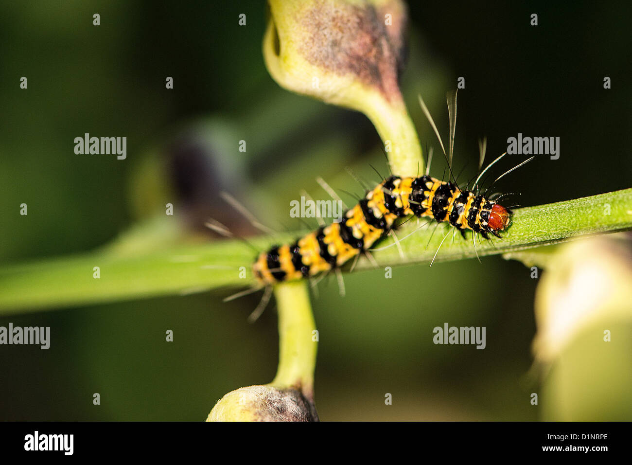 Jungle caterpillar hi-res stock photography and images - Alamy