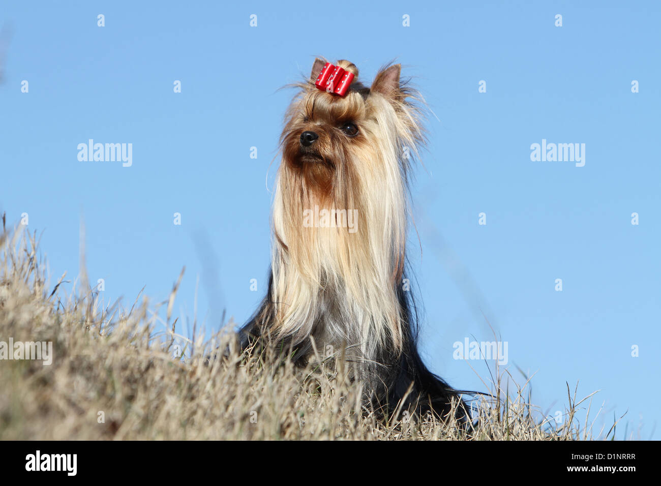 Profile of dog hi-res stock photography and images - Alamy