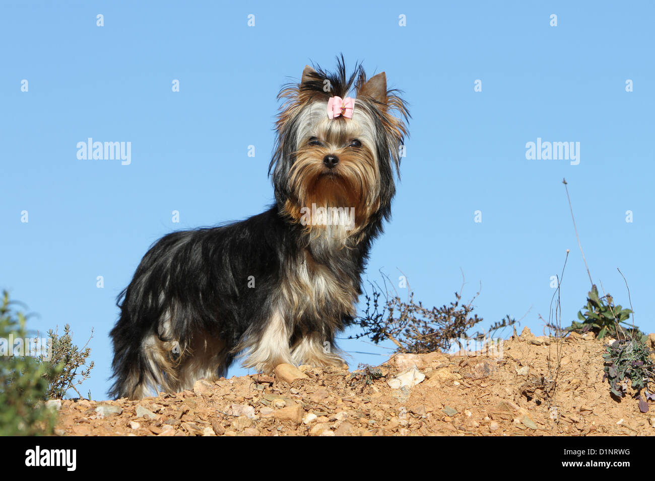 Dog Yorkshire Terrier young profile Stock Photo - Alamy