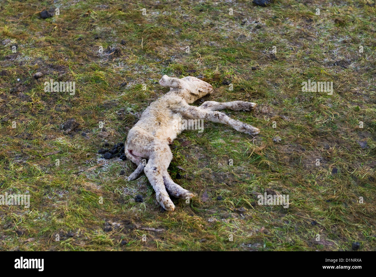 Dead lamb hi-res stock photography and images - Alamy