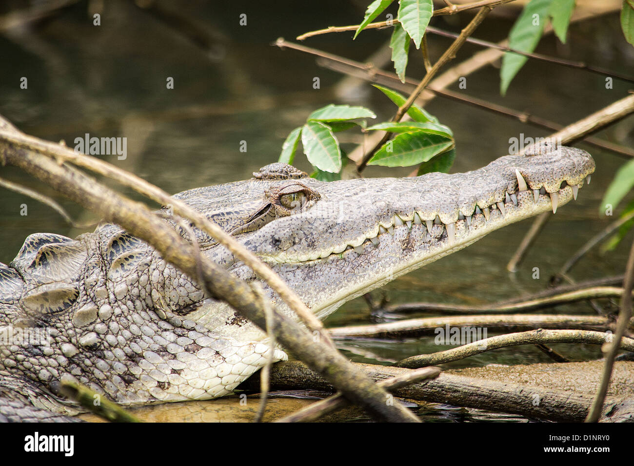 Crocodylidae hi-res stock photography and images - Alamy