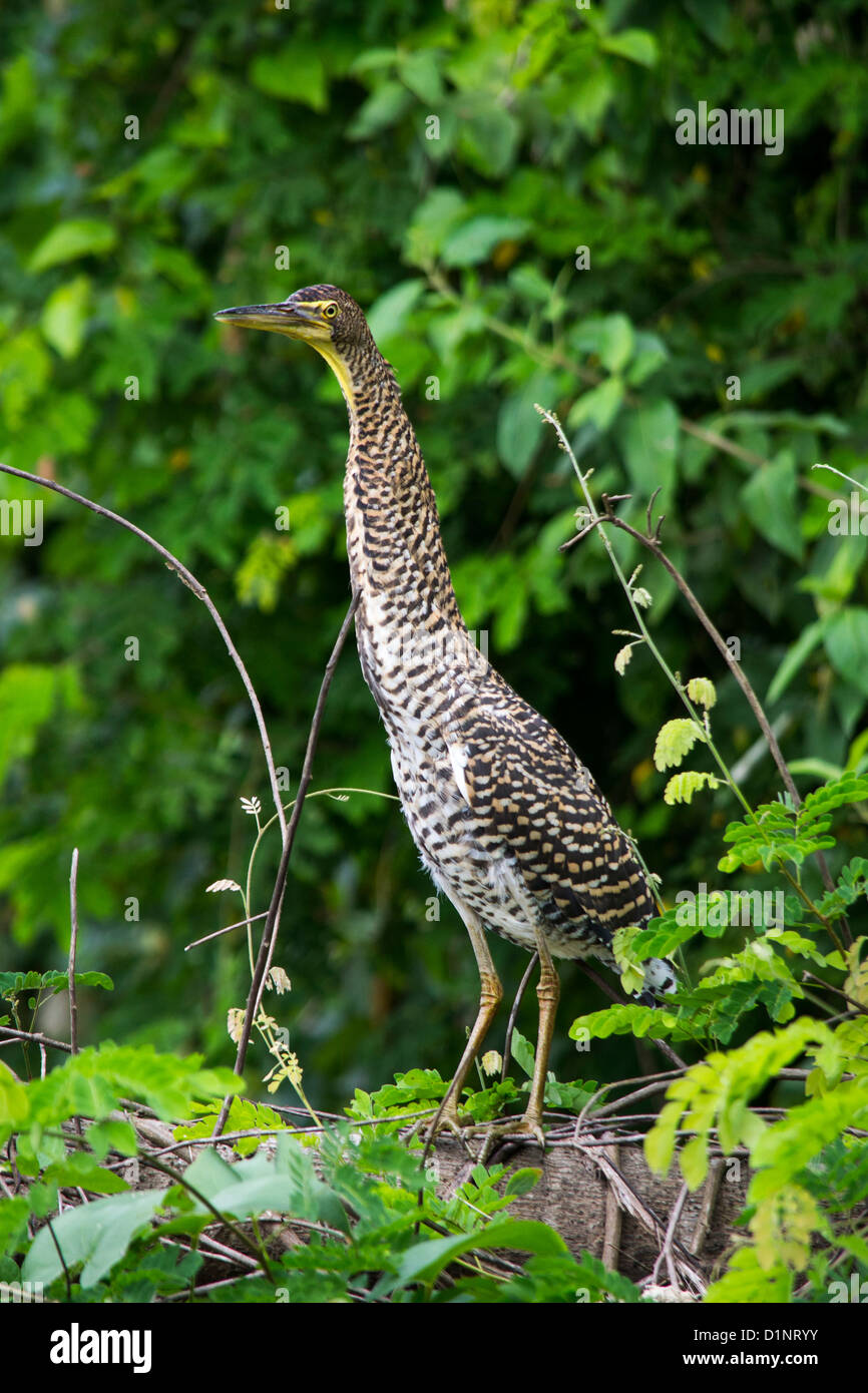 The Rufescent Tiger Heron (Tigrisoma lineatum), Soco-Boi, monkey river ...