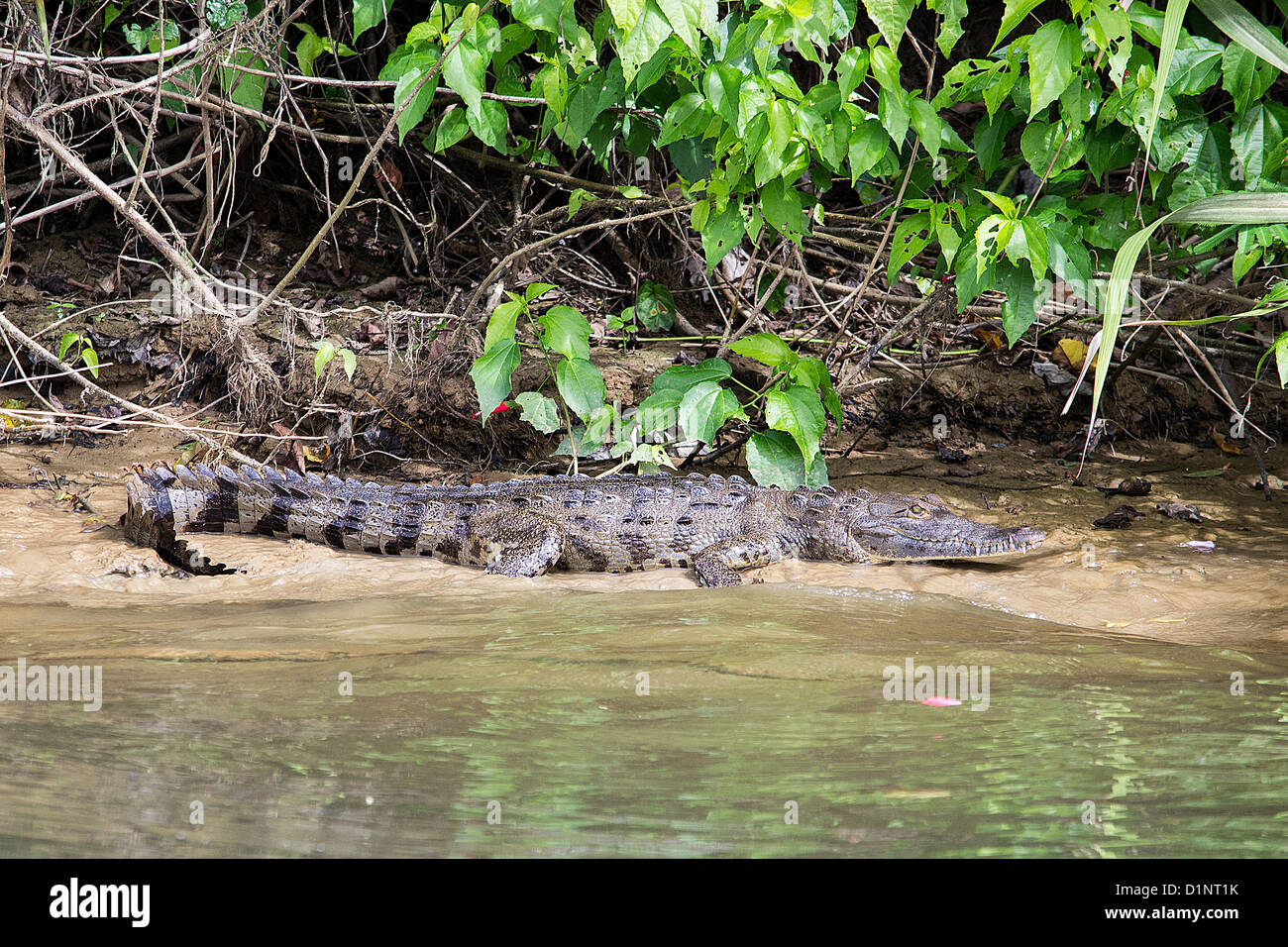 Crocodylidae hi-res stock photography and images - Alamy