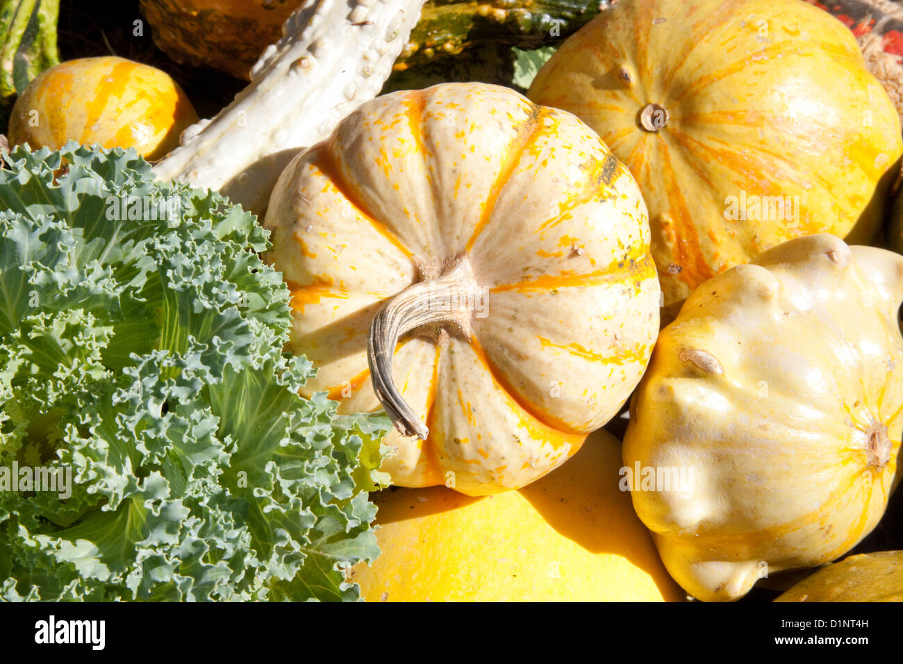 Gourds in a natural abstract with colors of autumn Stock Photo - Alamy