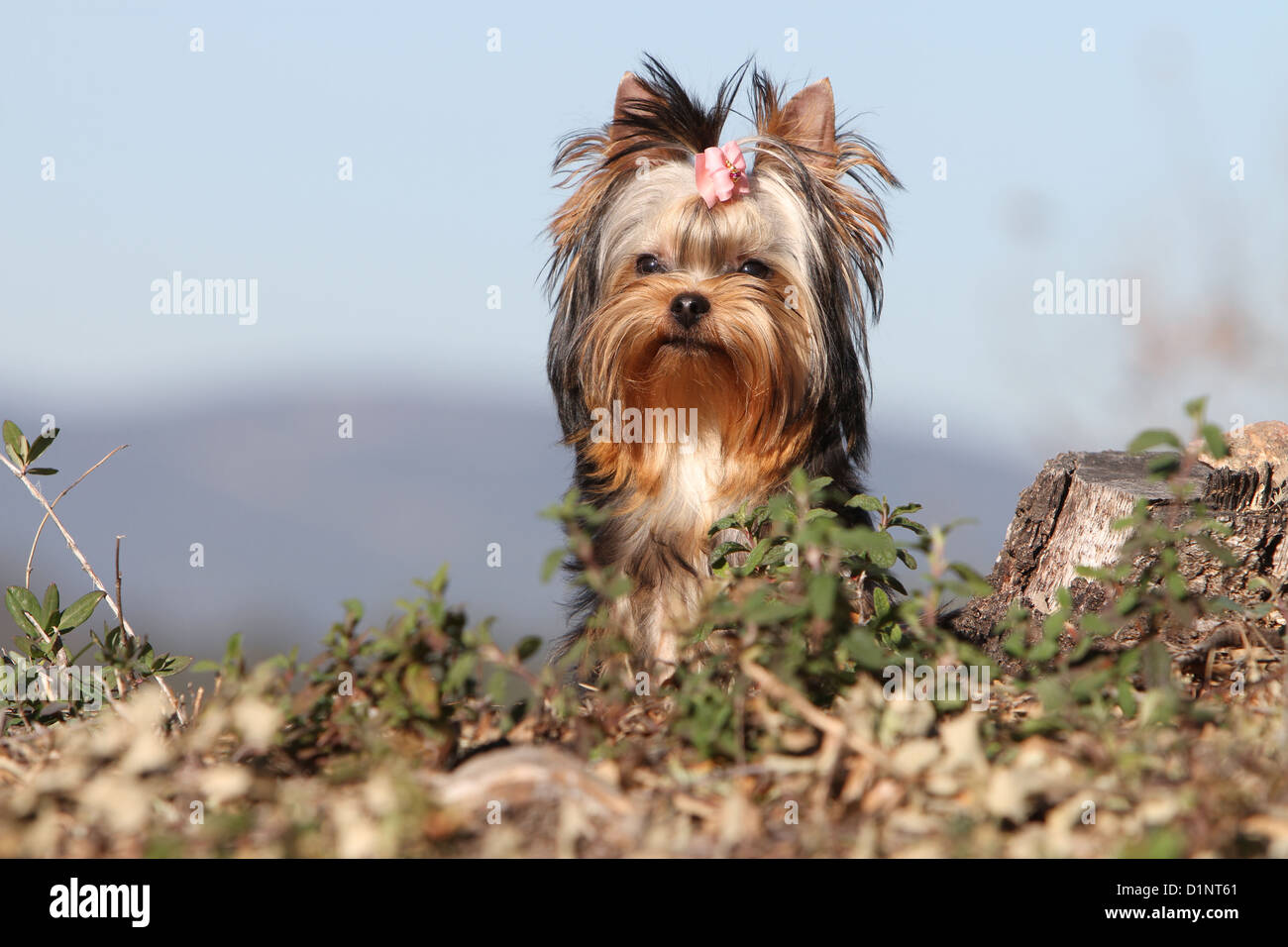 Dog Yorkshire Terrier puppy portrait face Stock Photo - Alamy