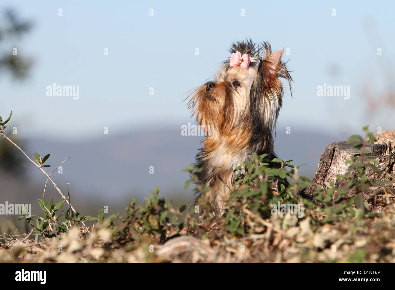 Dog Yorkshire Terrier puppy profile Stock Photo - Alamy