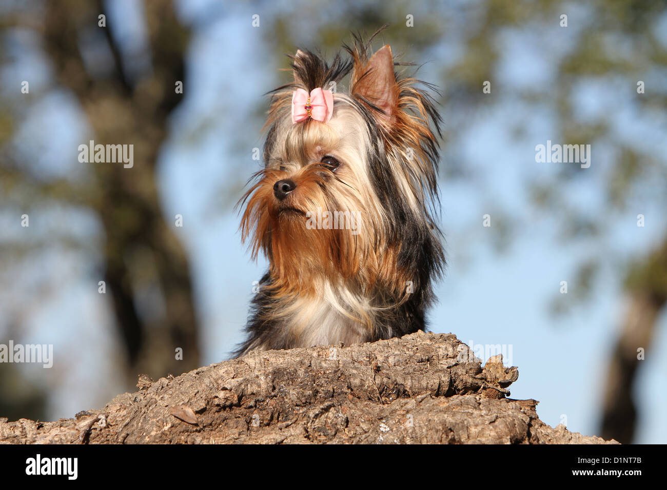 Dog Yorkshire Terrier puppy profile Stock Photo - Alamy