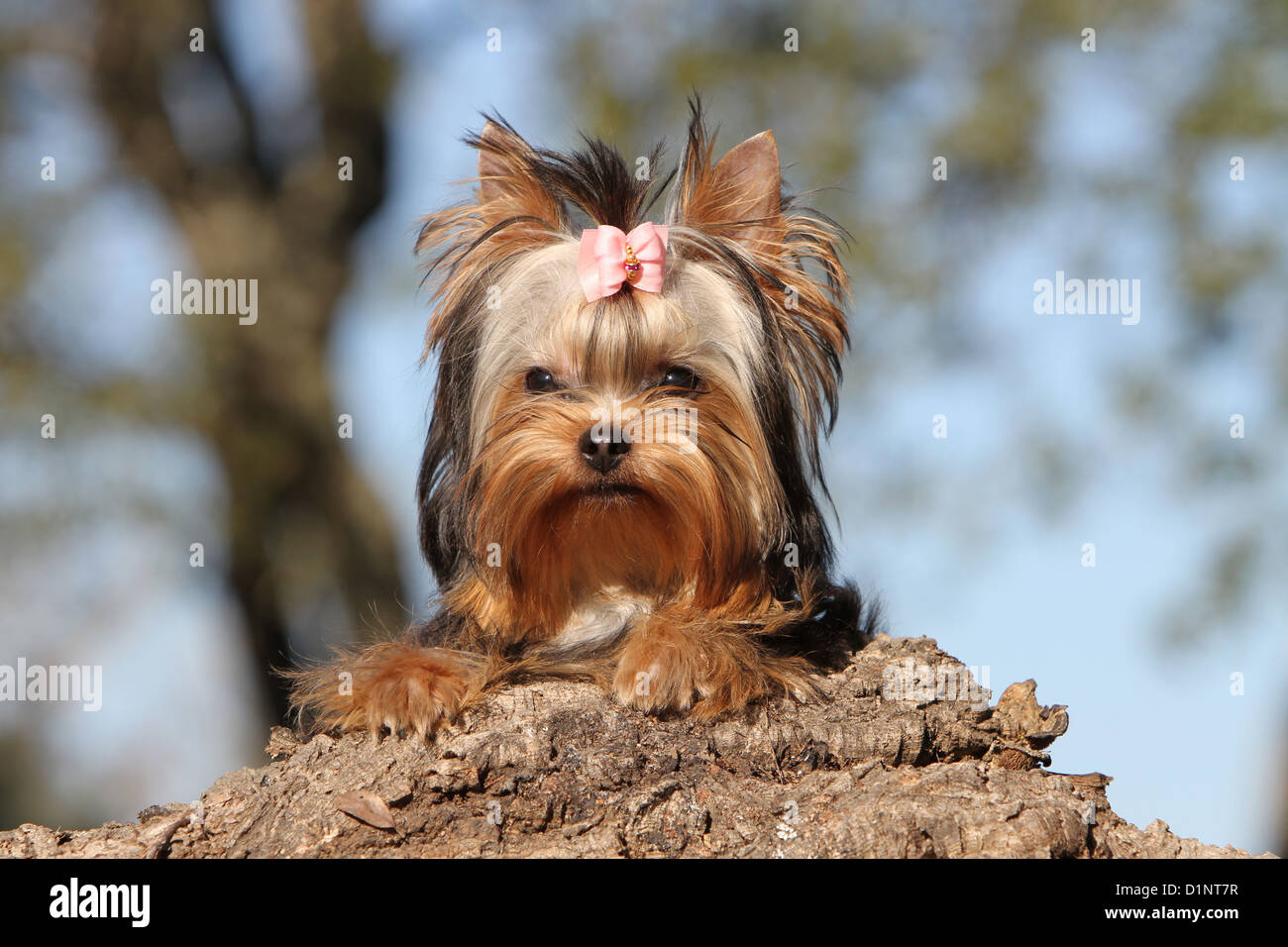 Dog Yorkshire Terrier puppy face Stock Photo - Alamy