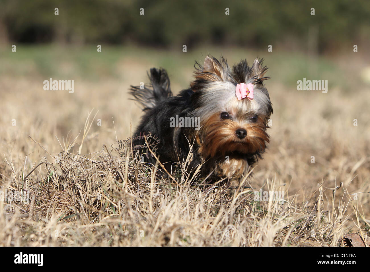 Dog Yorkshire Terrier puppy running Stock Photo - Alamy