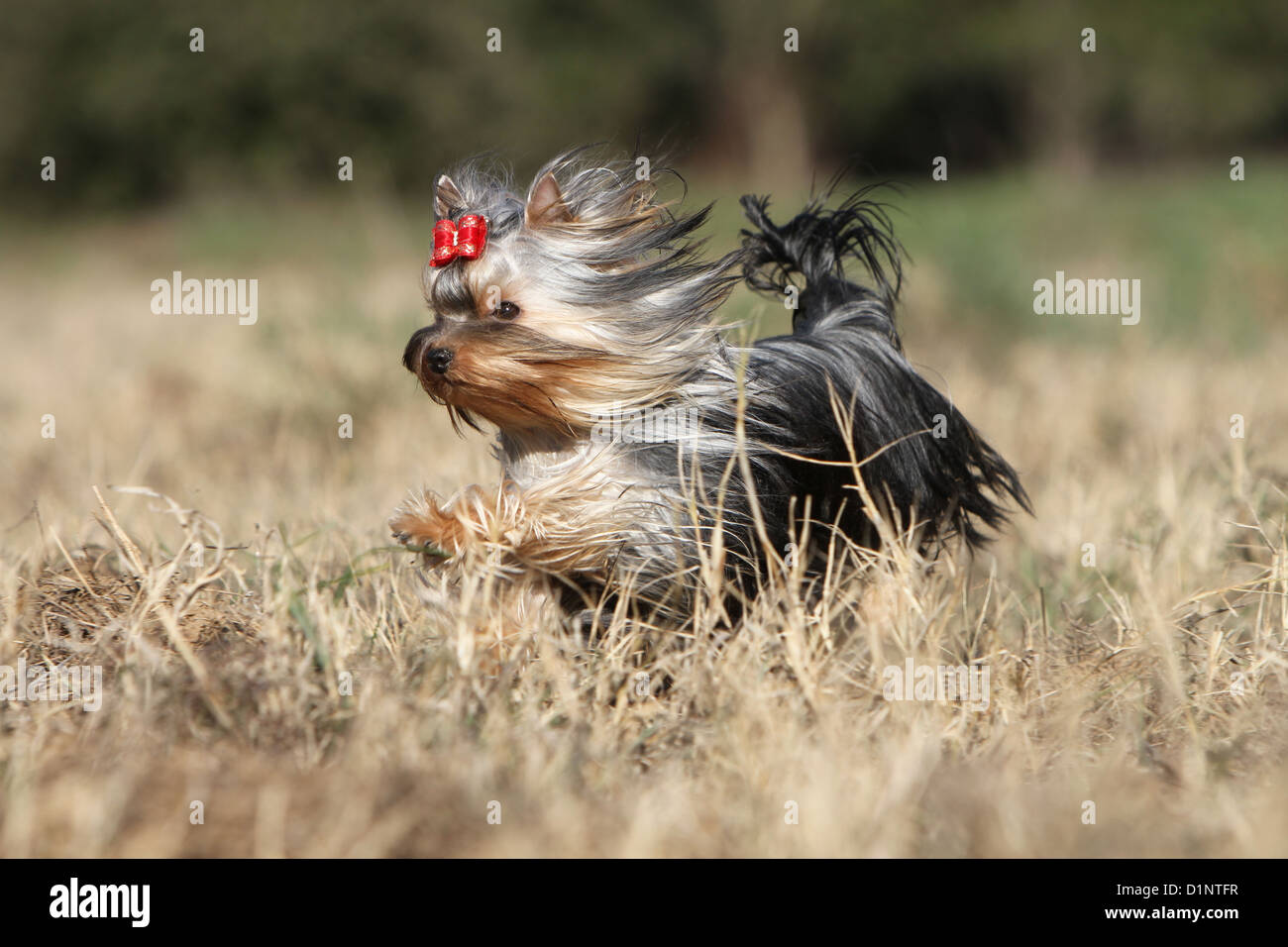 Dog Yorkshire Terrier adult running in a meadow Stock Photo - Alamy