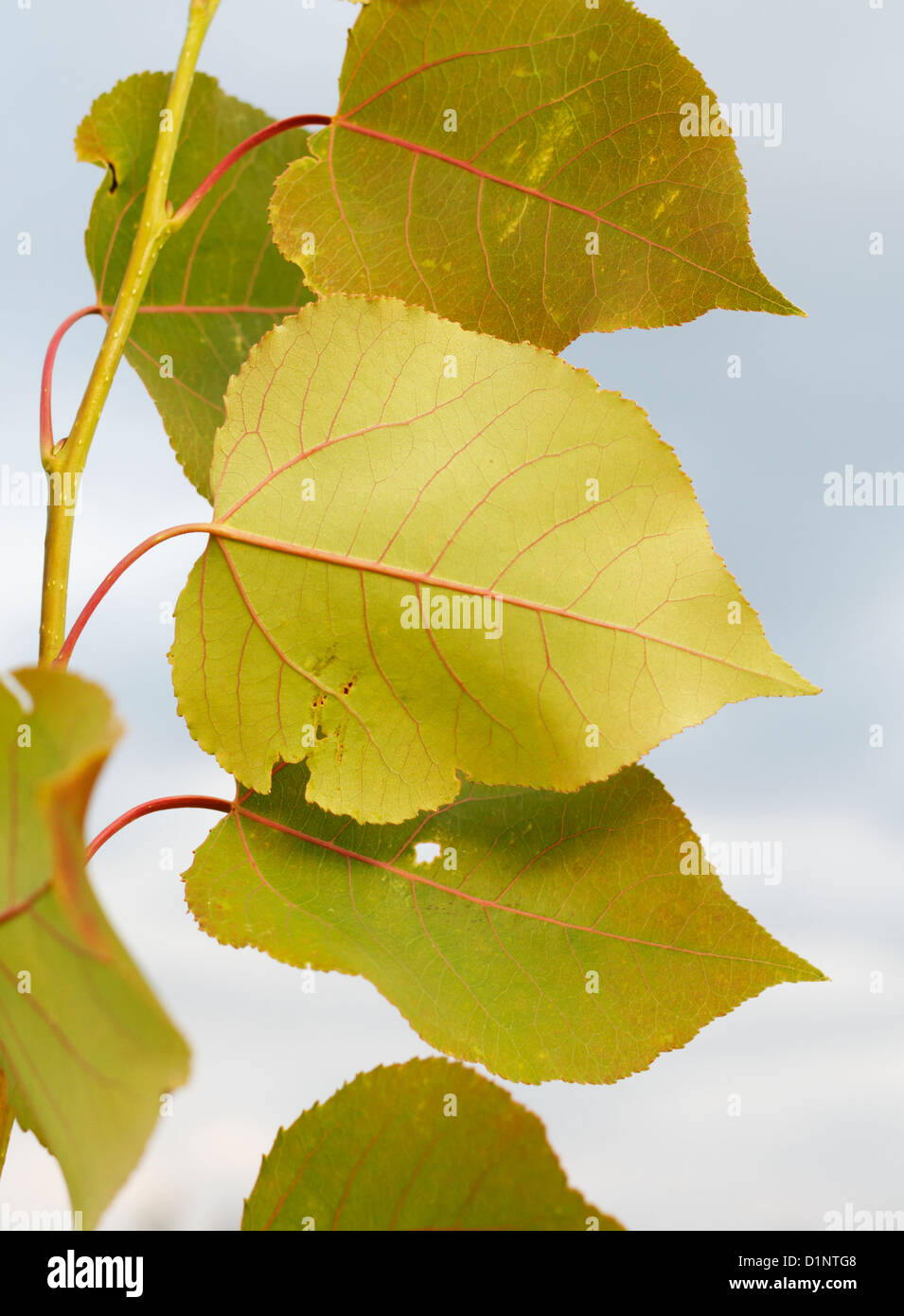 Poplar tree hi-res stock photography and images - Alamy