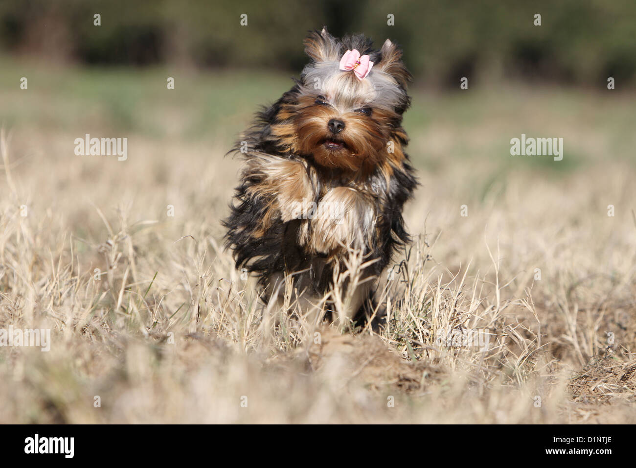 Dog Yorkshire Terrier puppy running Stock Photo - Alamy