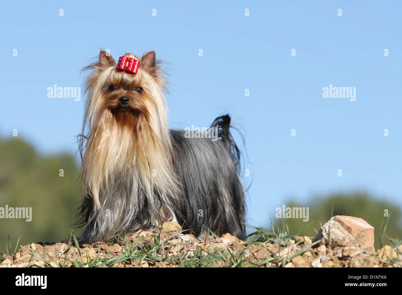 Dog Yorkshire adult Terrier standing Stock Photo - Alamy