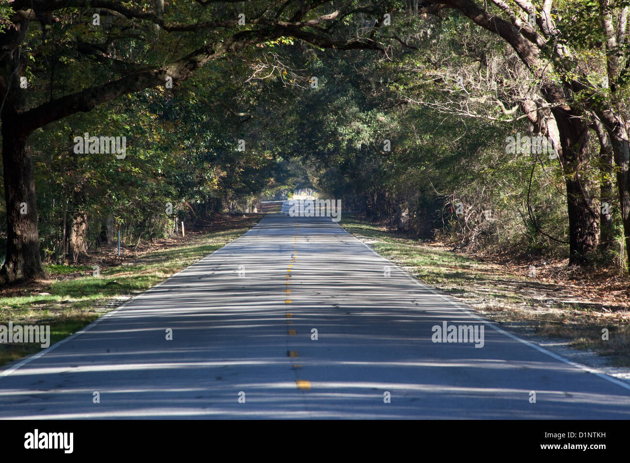 Trees overhanging road hi-res stock photography and images - Alamy