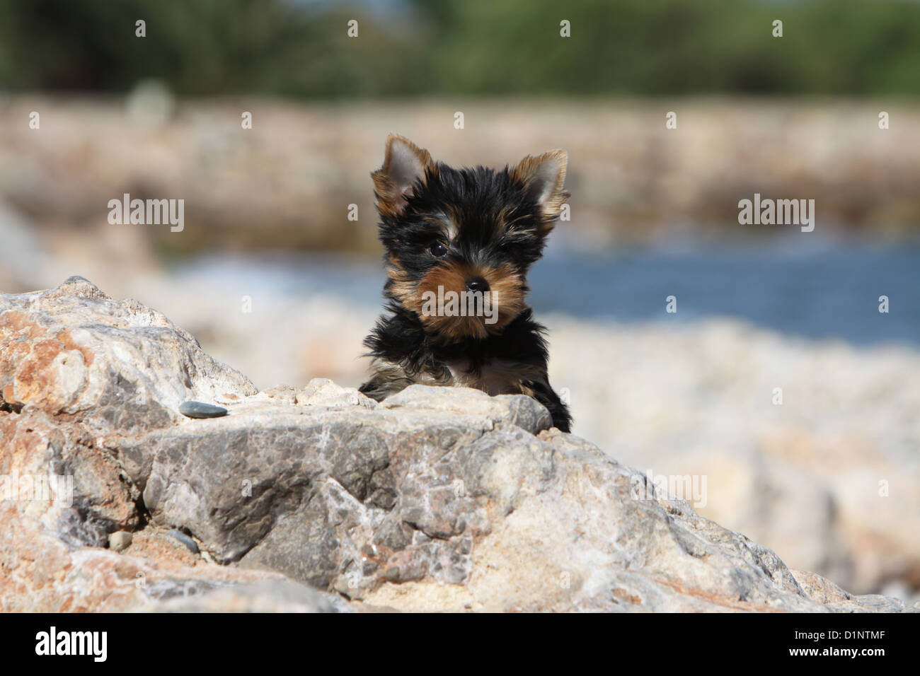 Dog yorkshire terrier puppy behind hi-res stock photography and images ...
