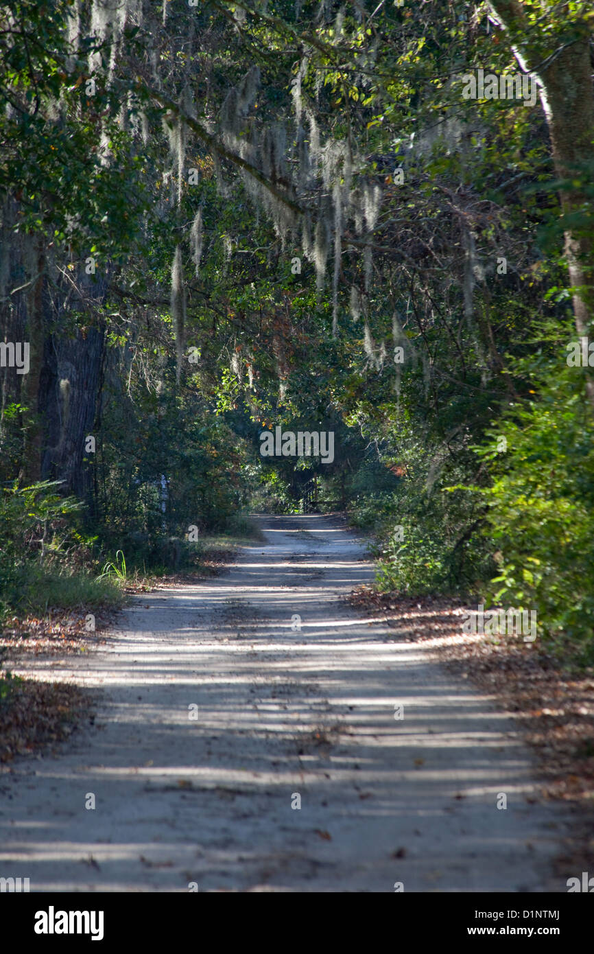 Trees overhanging road hi-res stock photography and images - Alamy