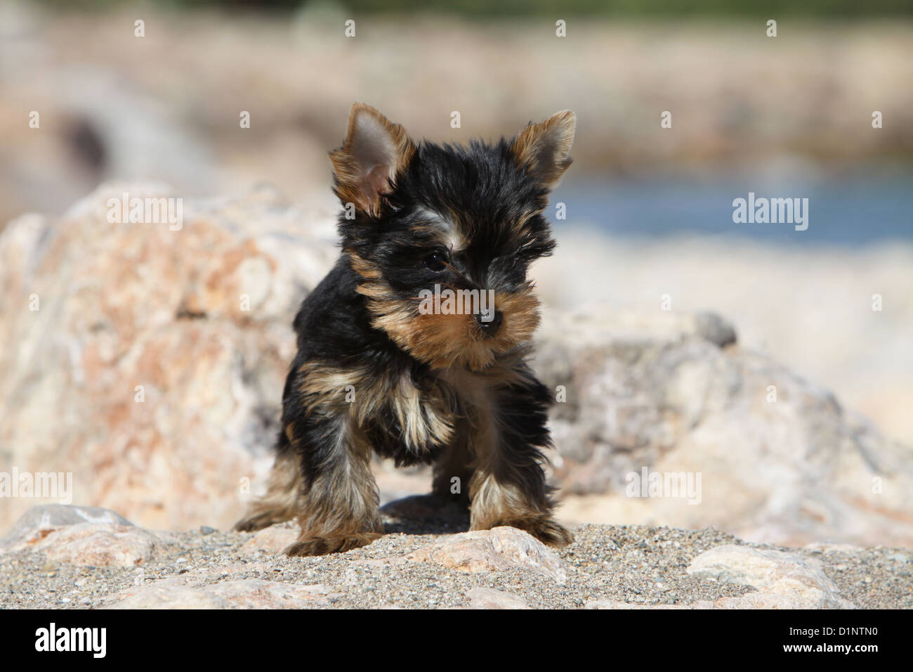 Dog Yorkshire Terrier puppy standing Stock Photo - Alamy