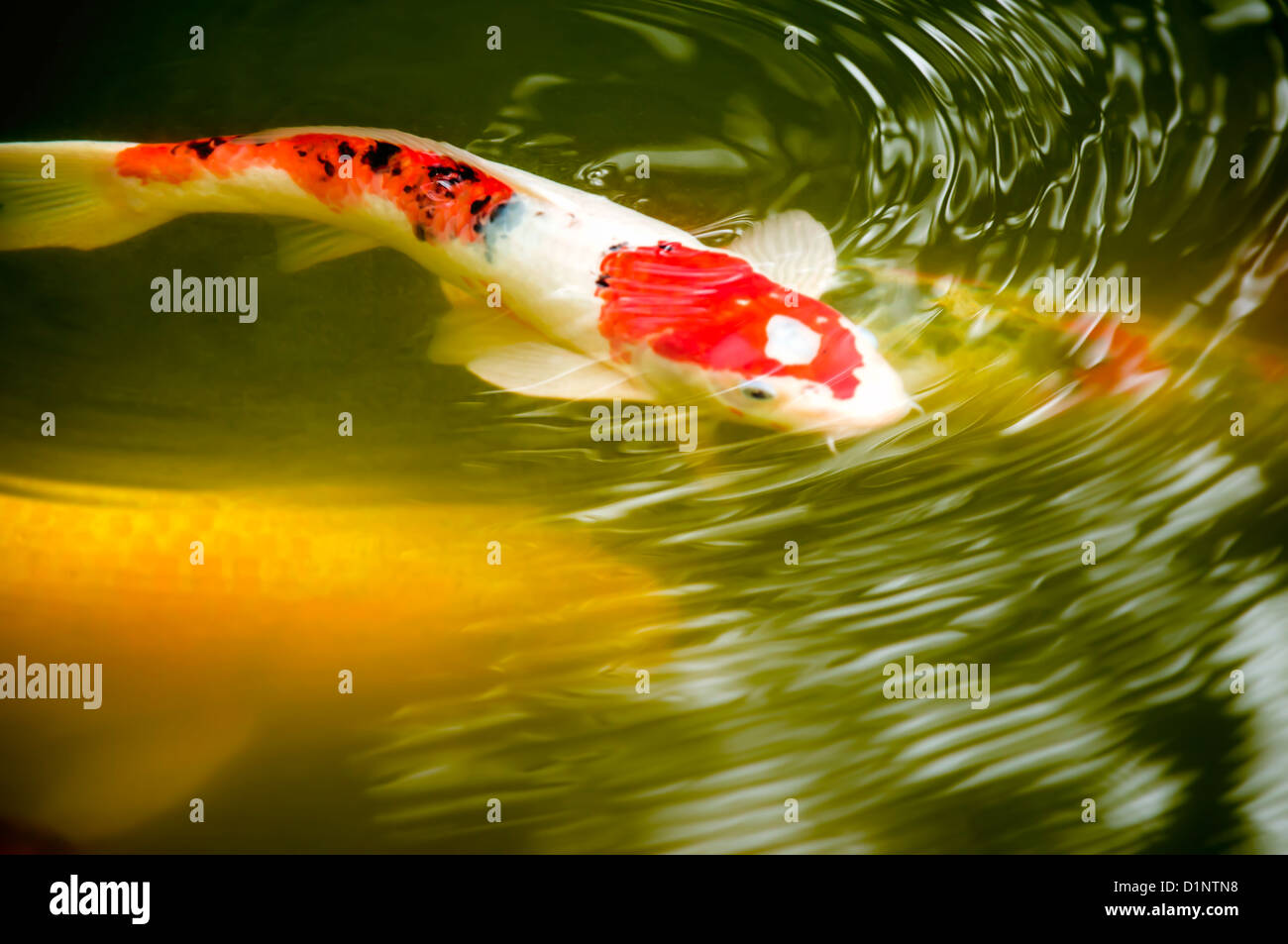 Fish pond gate hi-res stock photography and images - Alamy