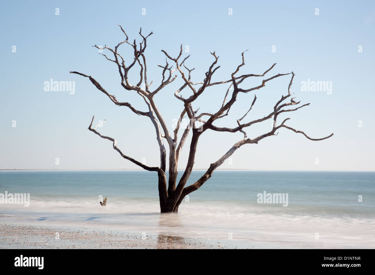 Salt tree hi-res stock photography and images - Alamy