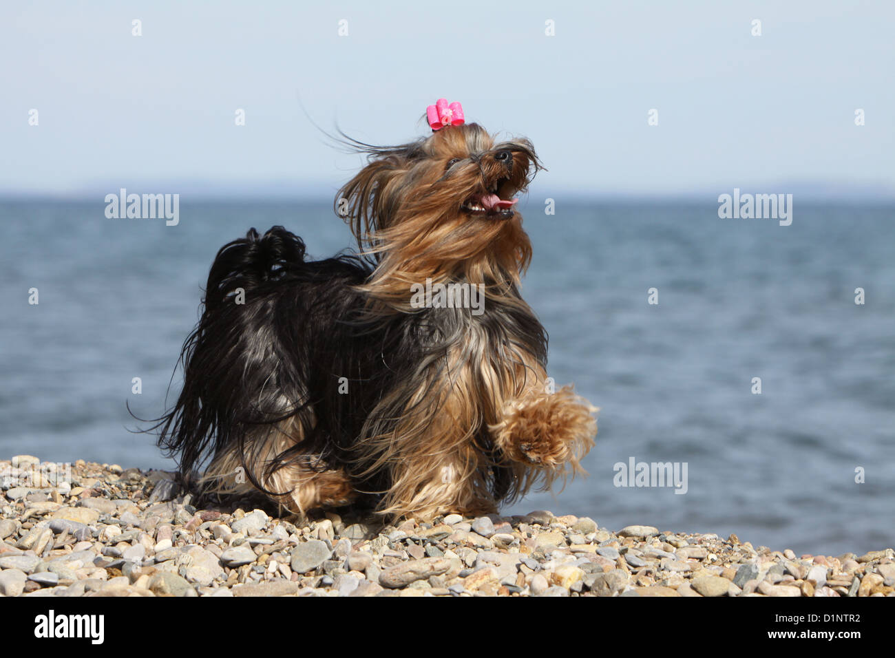 Dog Yorkshire Terrier adult running on the beach Stock Photo - Alamy