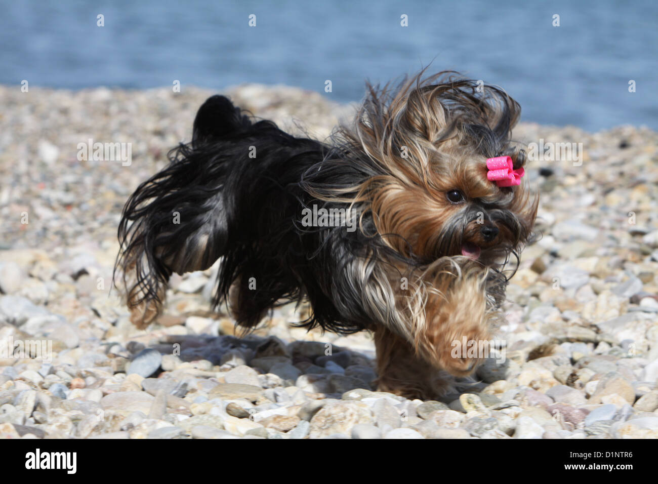 Dog Yorkshire Terrier adult running on the beach Stock Photo - Alamy