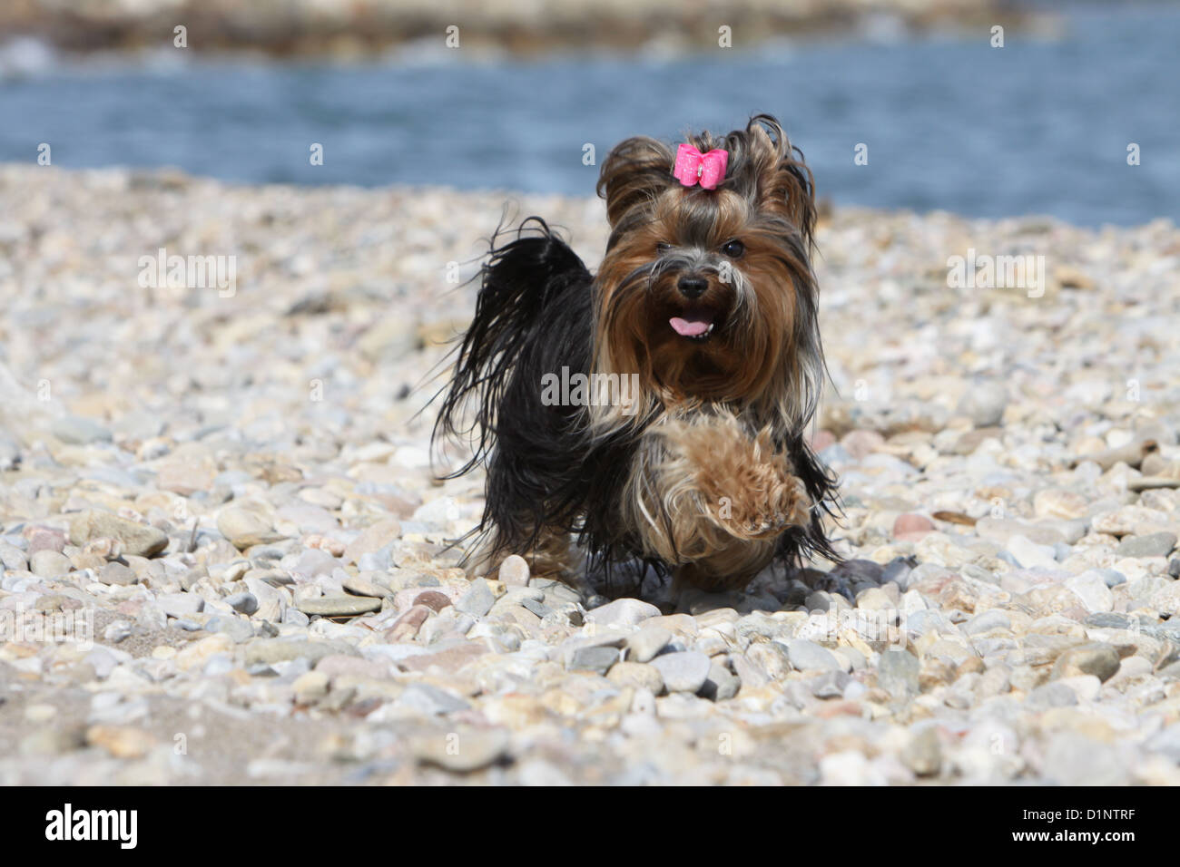 Dog Yorkshire Terrier adult running on the beach Stock Photo - Alamy