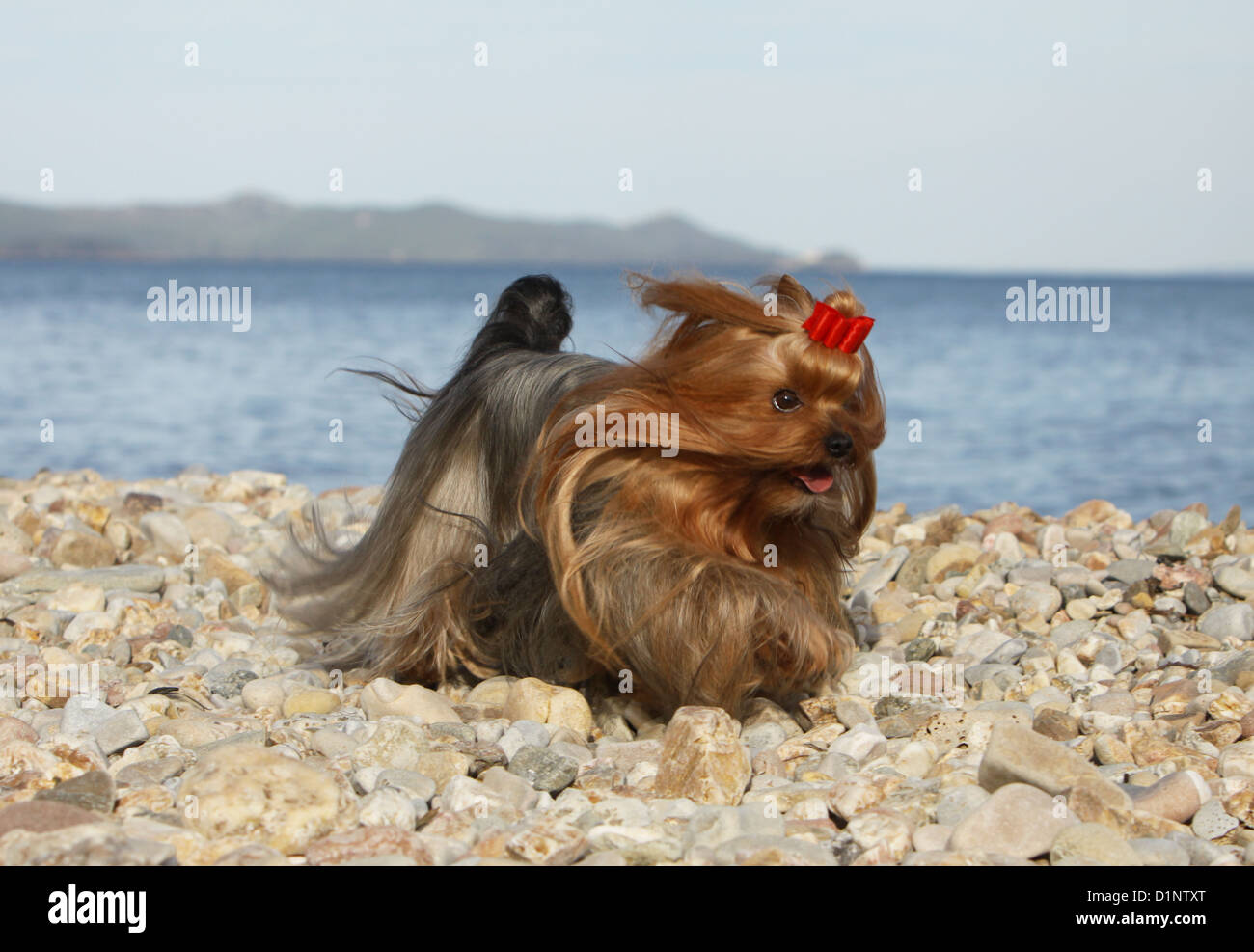 Dog Yorkshire Terrier adult running on the beach Stock Photo - Alamy