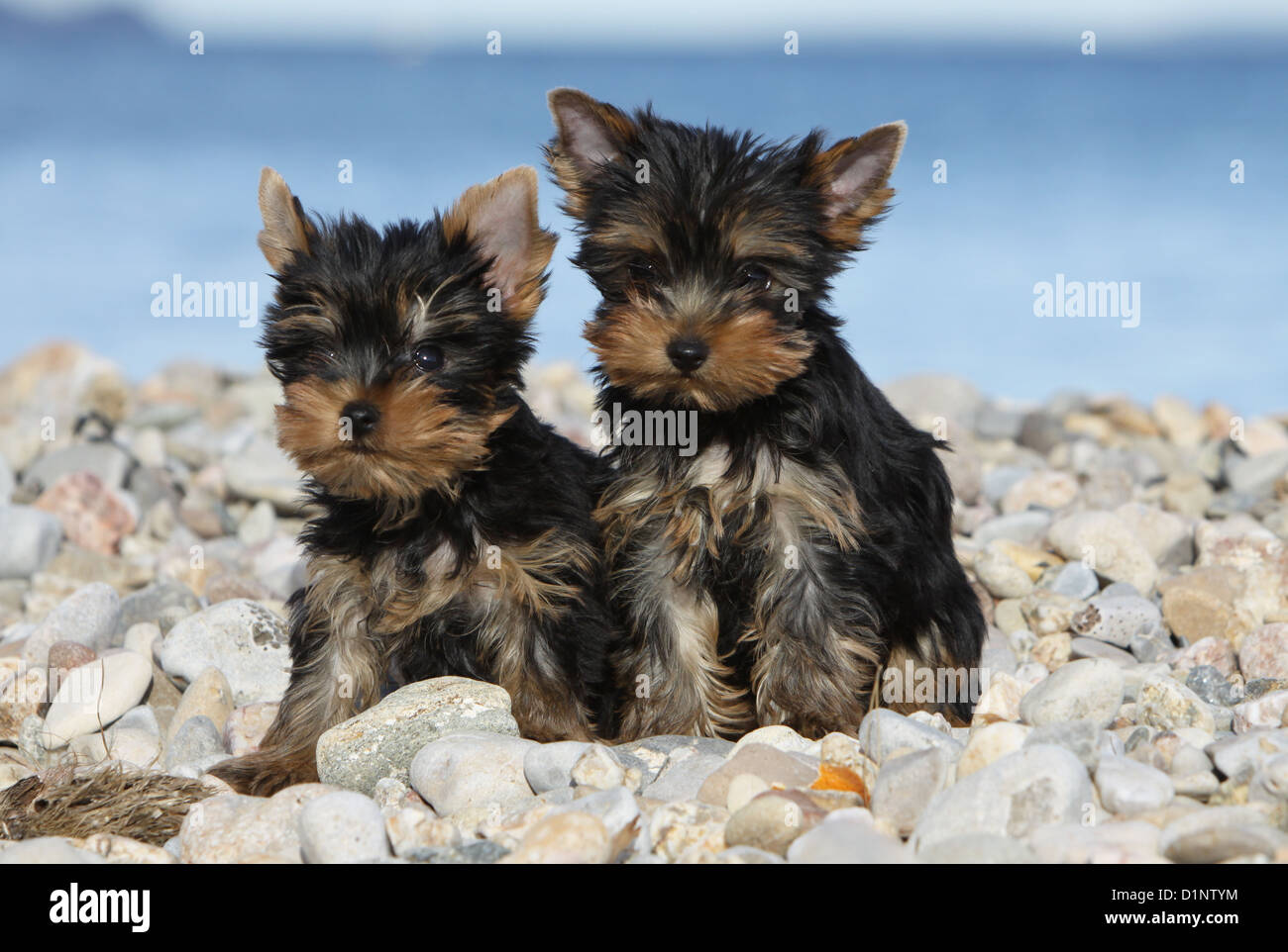 Dog two Yorkshire Terrier puppies sitting Stock Photo - Alamy