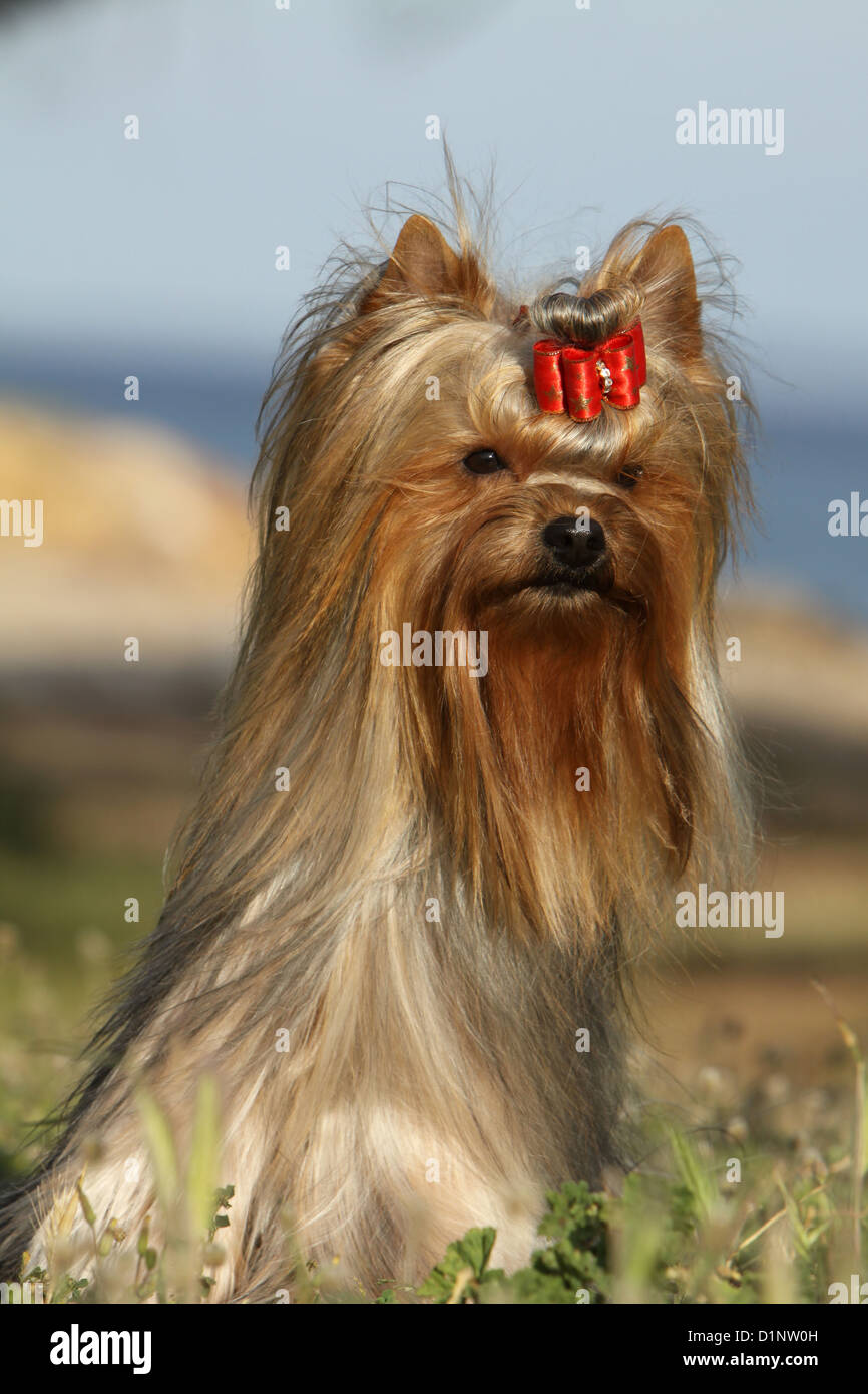 Dog Yorkshire Terrier adult portrait profile Stock Photo - Alamy