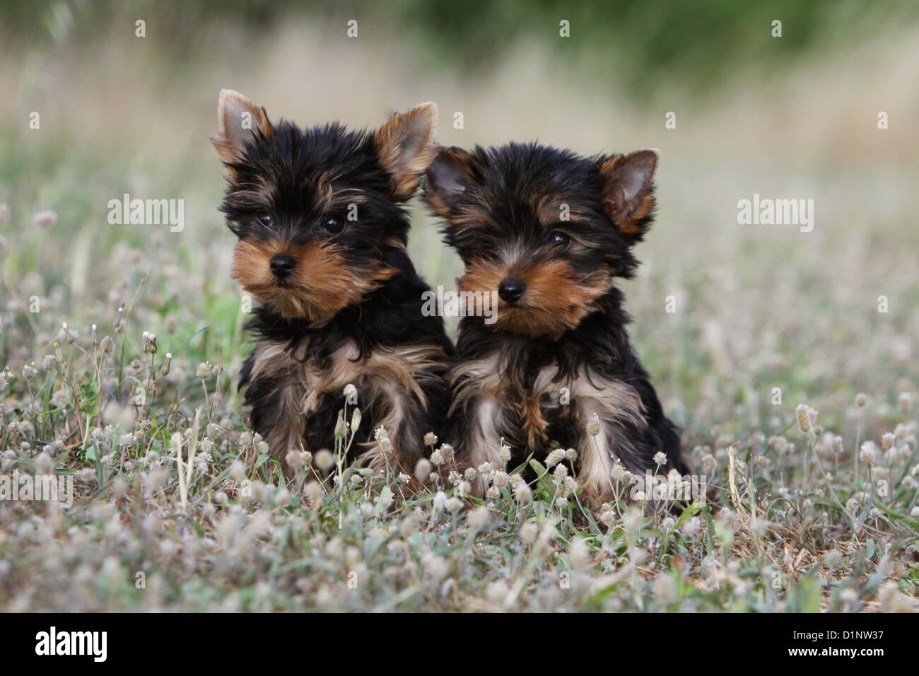 Dog two Yorkshire Terrier puppies in a meadow Stock Photo - Alamy