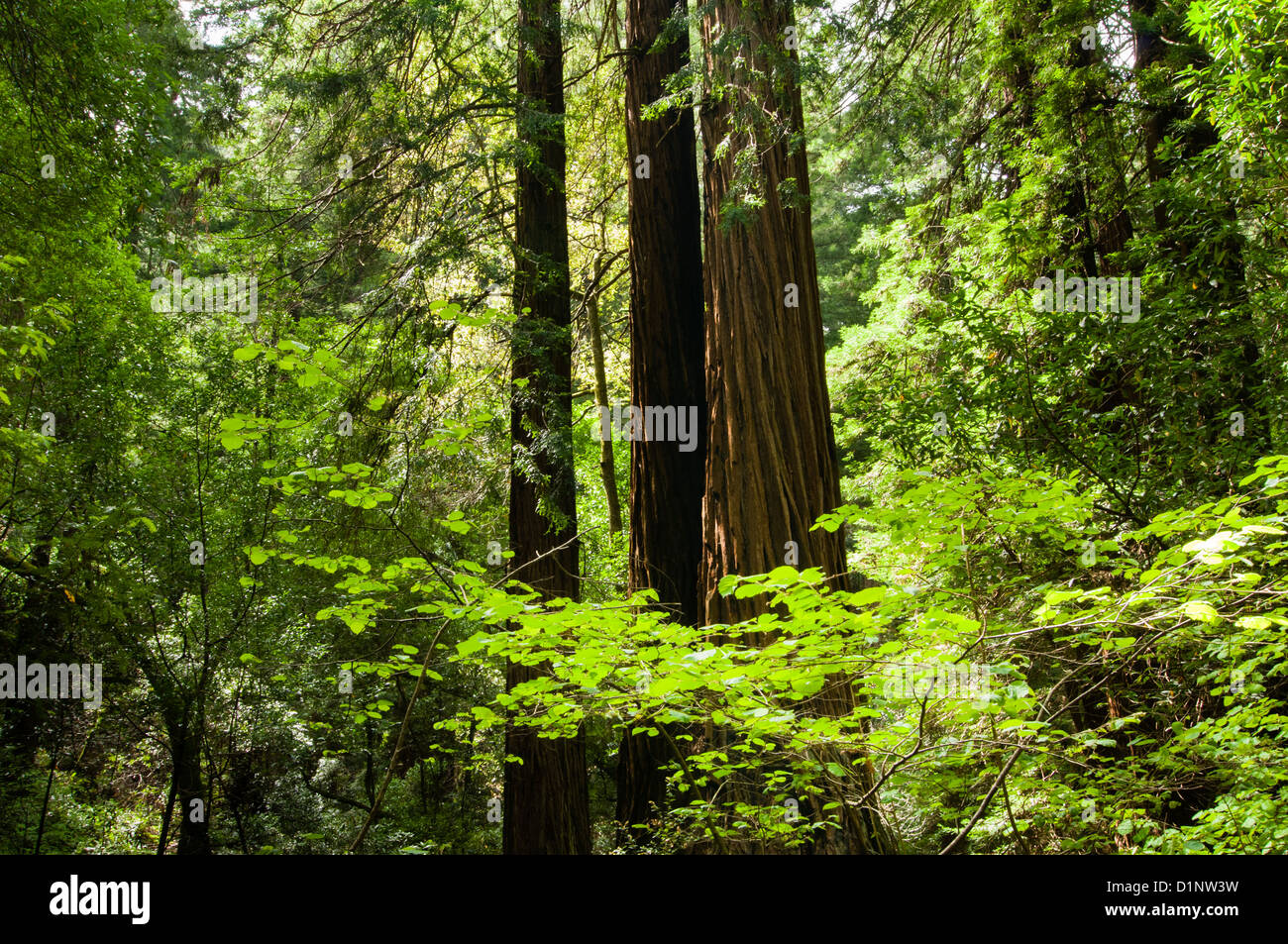 Redwoods in Muir Woods National Monument, California, USA Stock Photo ...