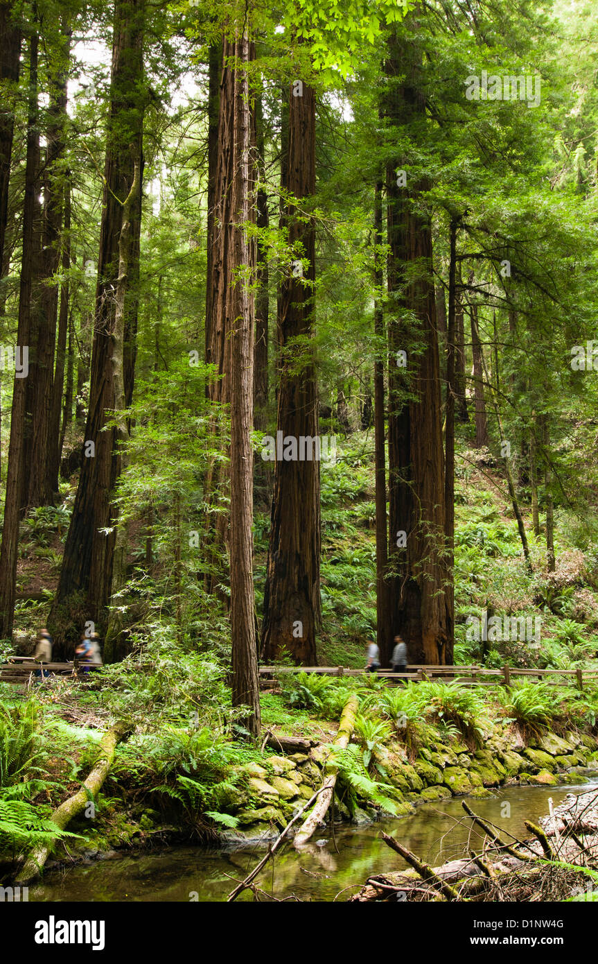 Redwoods in Muir Woods National Monument, California, USA Stock Photo ...