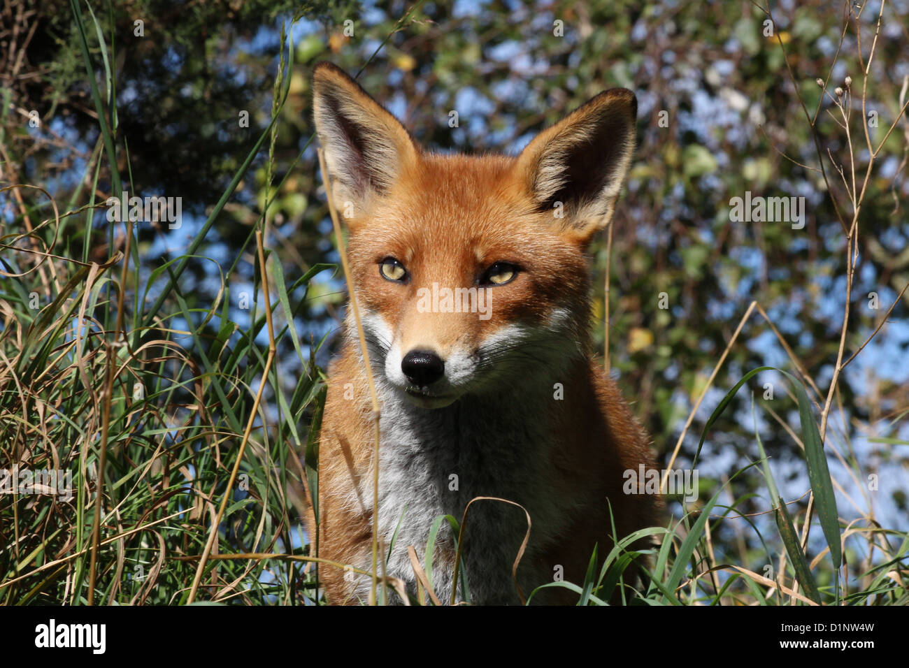Fox looking towards camera through grass Stock Photo - Alamy