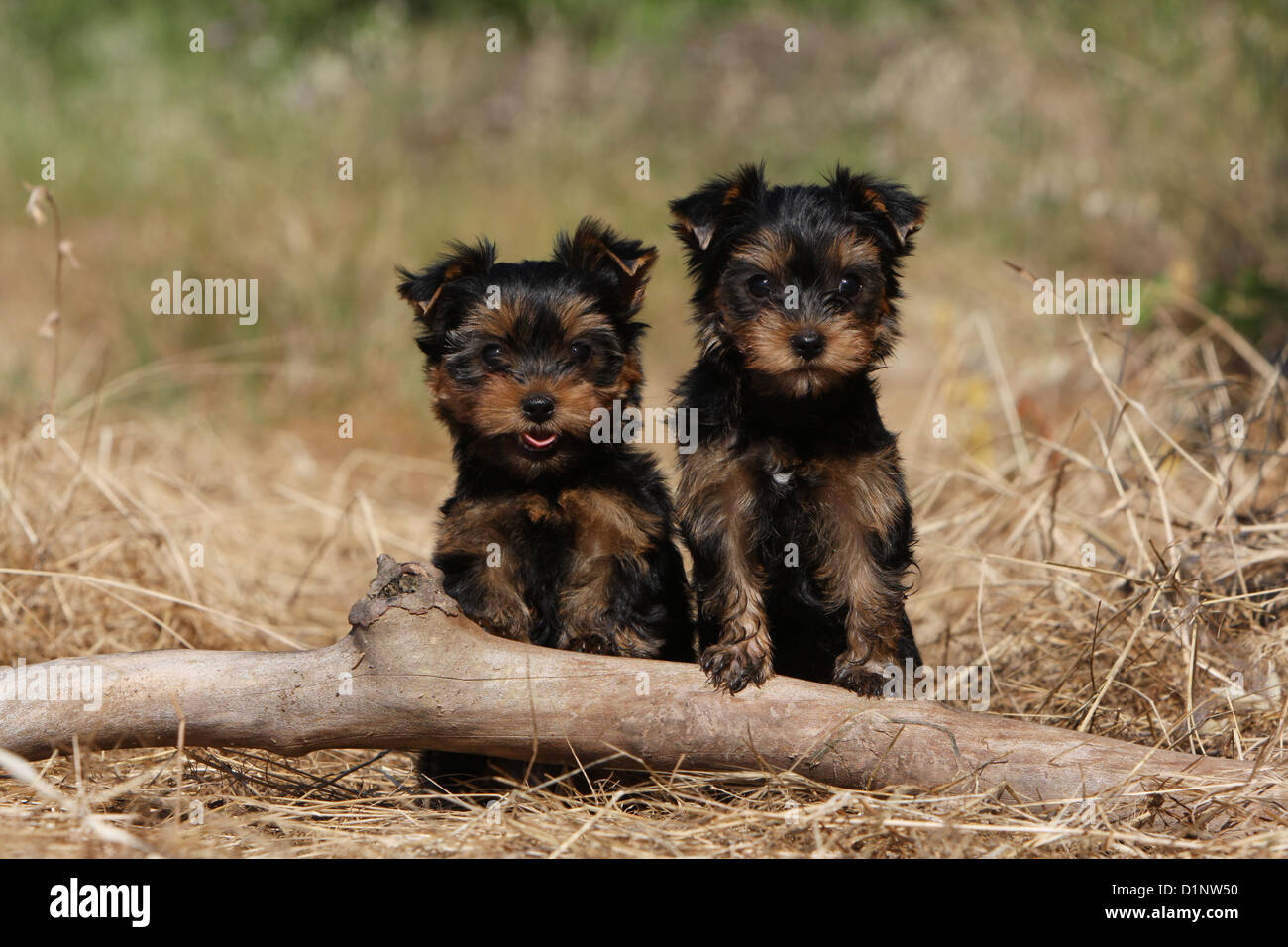 Dog two Yorkshire Terrier puppies Stock Photo - Alamy