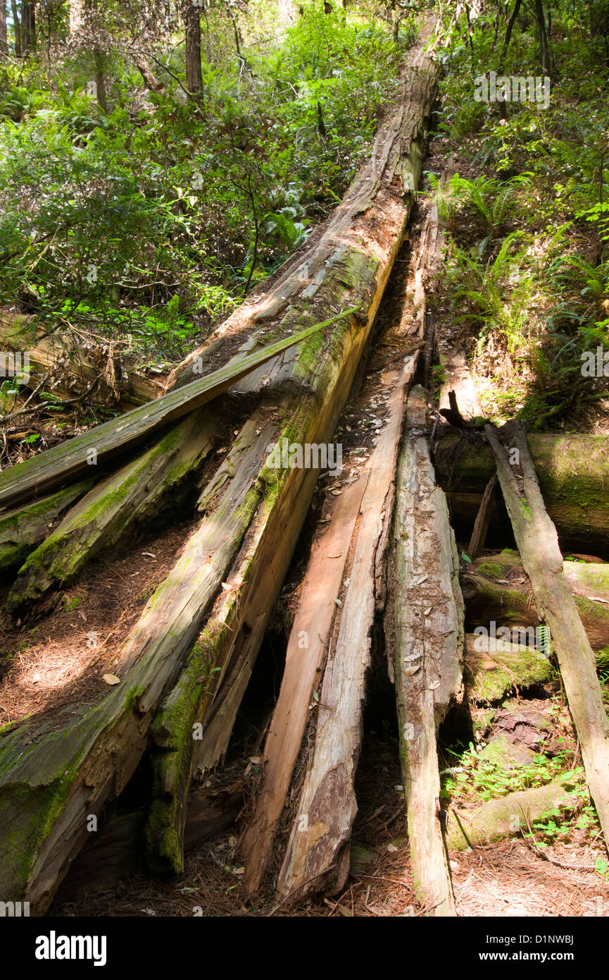 Fallen and decaying Coastal Redwood tree in Muir Woods National ...