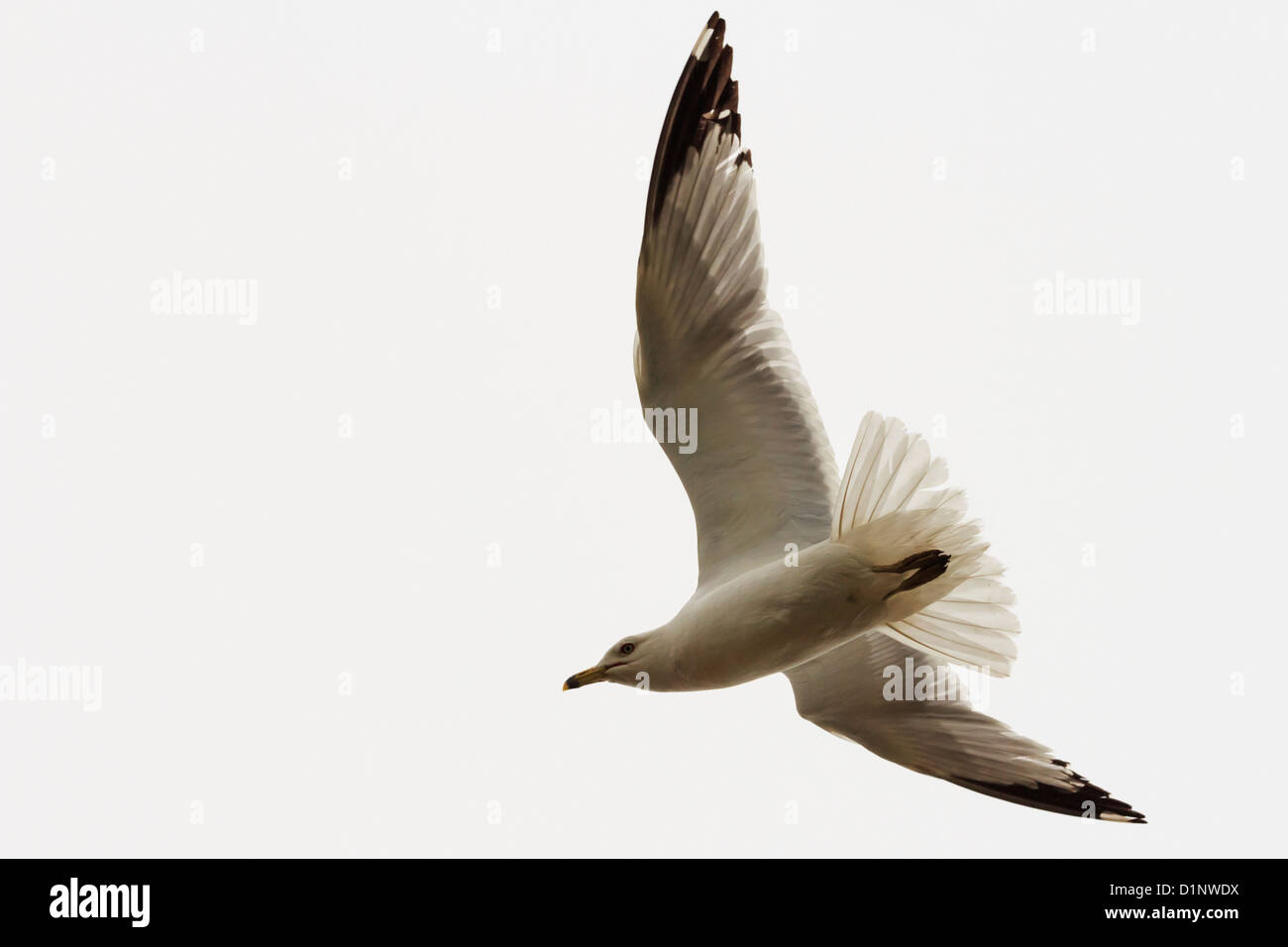 Horizontal in flight flying fly hi-res stock photography and images - Alamy