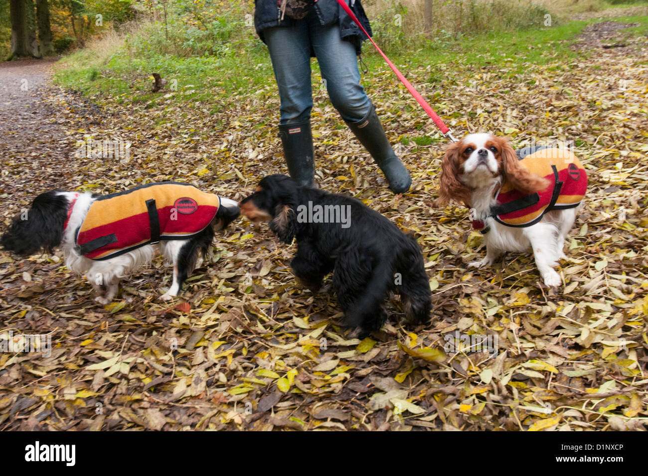 Woman walking dogs walker hi-res stock photography and images - Alamy