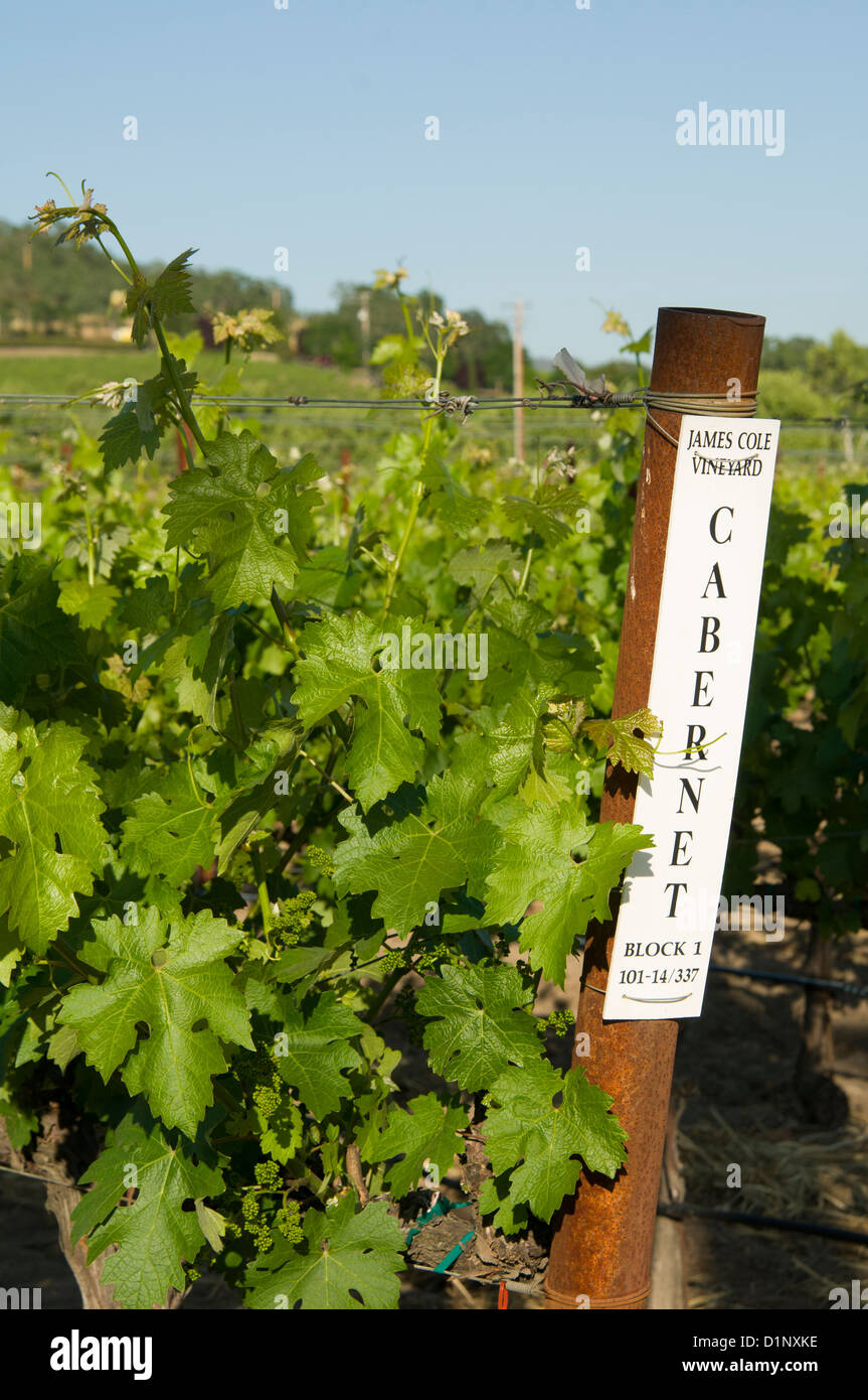 Vine in spring hi-res stock photography and images - Alamy