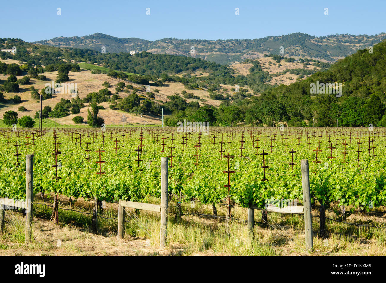 Sonoma vineyard hi-res stock photography and images - Alamy