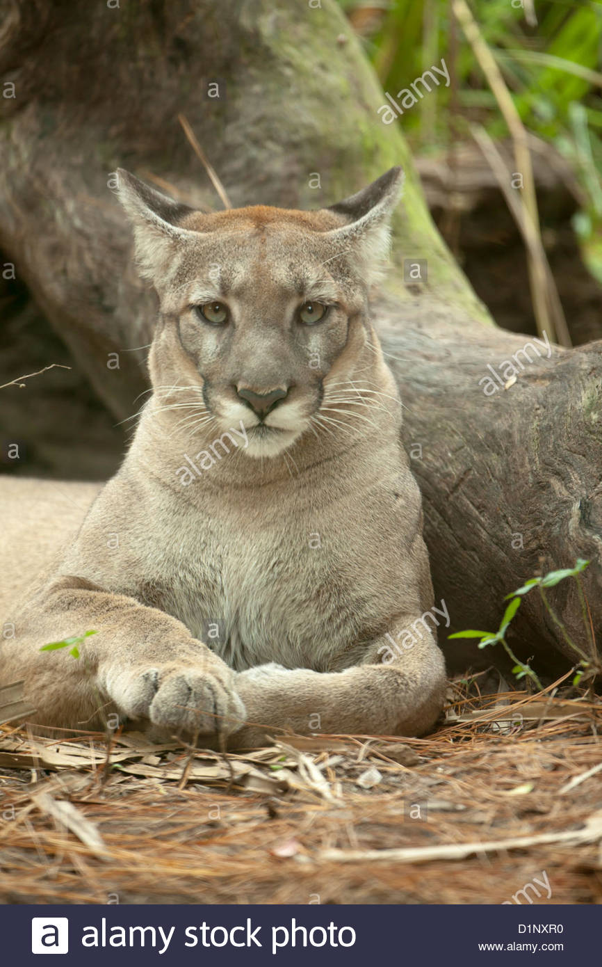 Florida Panther Stock Photos & Florida Panther Stock Images - Alamy