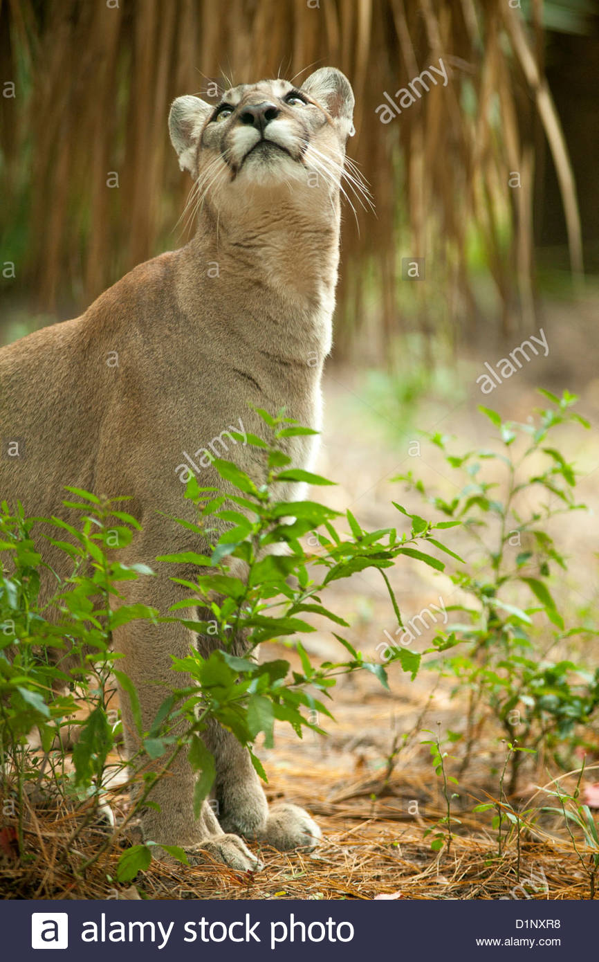 Florida Panther Stock Photos & Florida Panther Stock Images - Alamy
