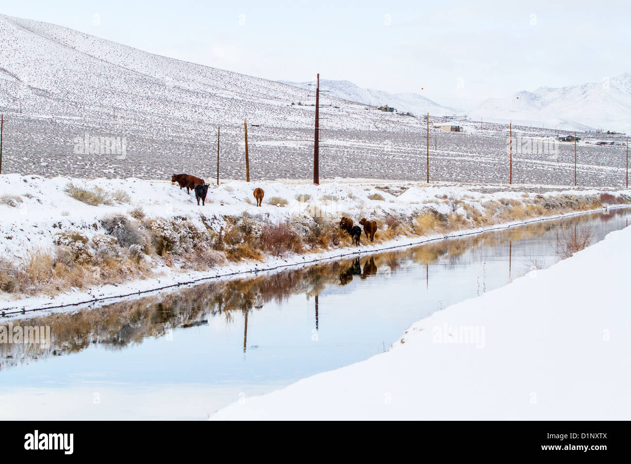 Range Cattle going to water in winter in Fernley Nevada Stock Photo - Alamy