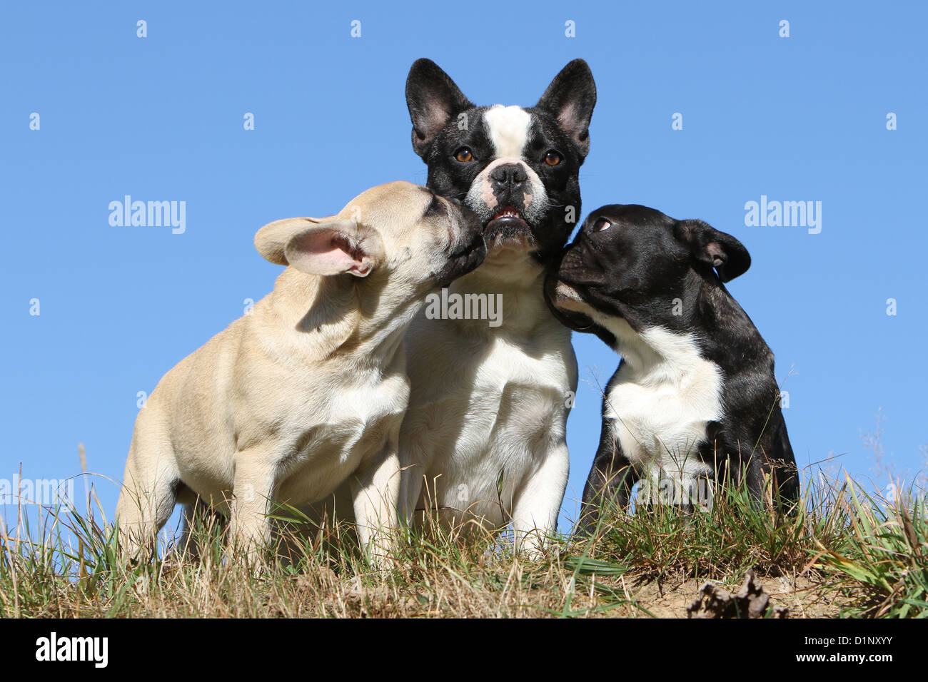 Dog French Bulldog / Bouledogue Français adult and puppies different ...