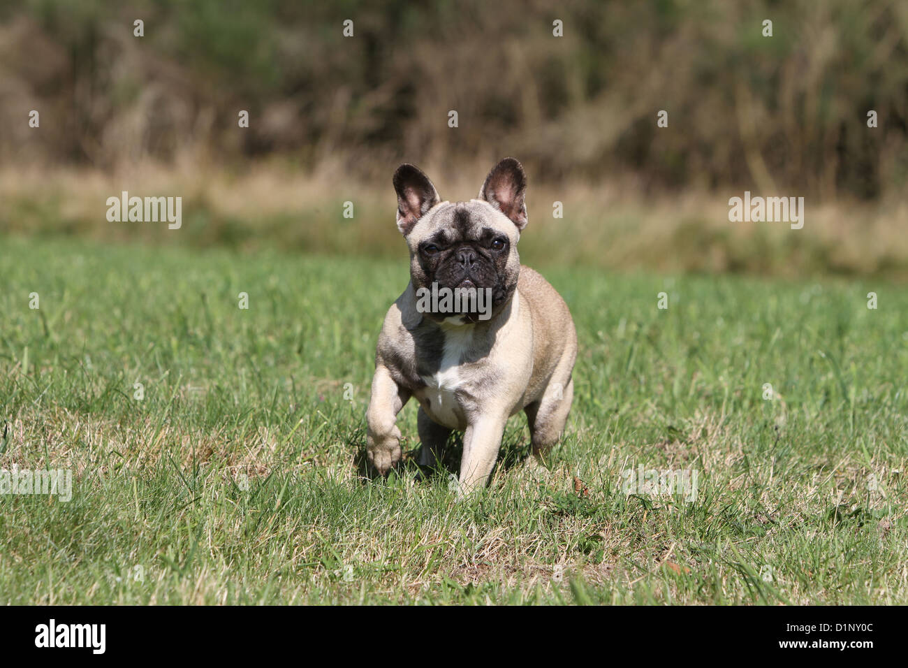 Bulldog paw hi-res stock photography and images - Alamy