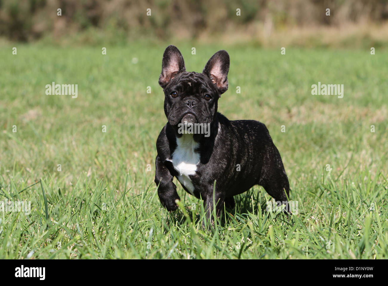 Dog French Bulldog / Bouledogue Français puppy Stock Photo - Alamy