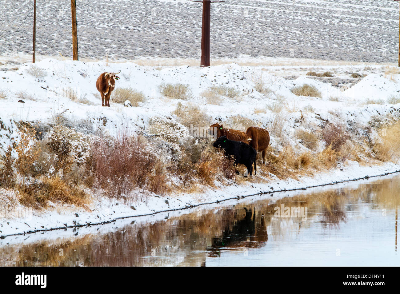 Range Cattle going to water in winter in Fernley Nevada Stock Photo - Alamy