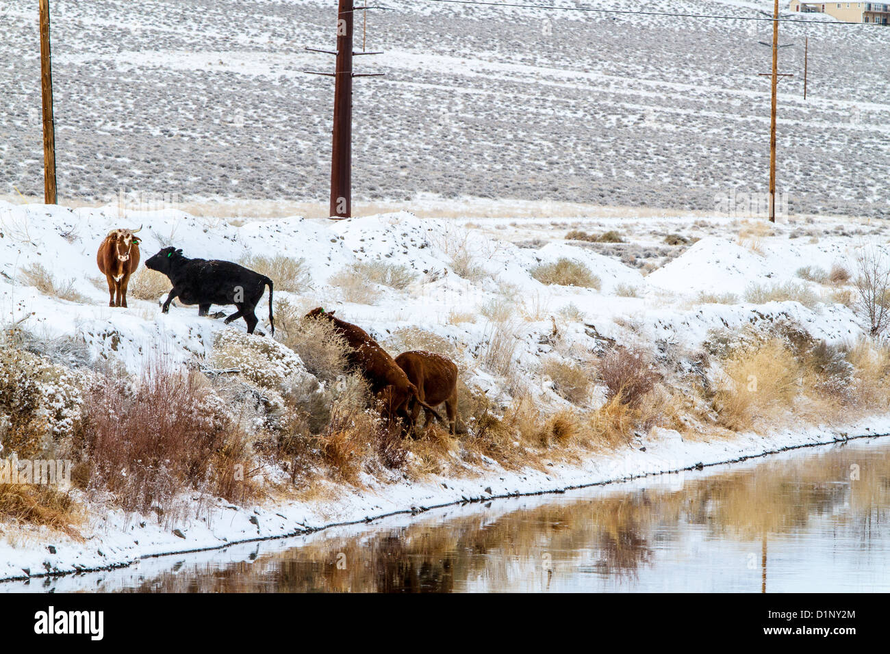 Range Cattle going to water in winter in Fernley Nevada Stock Photo - Alamy